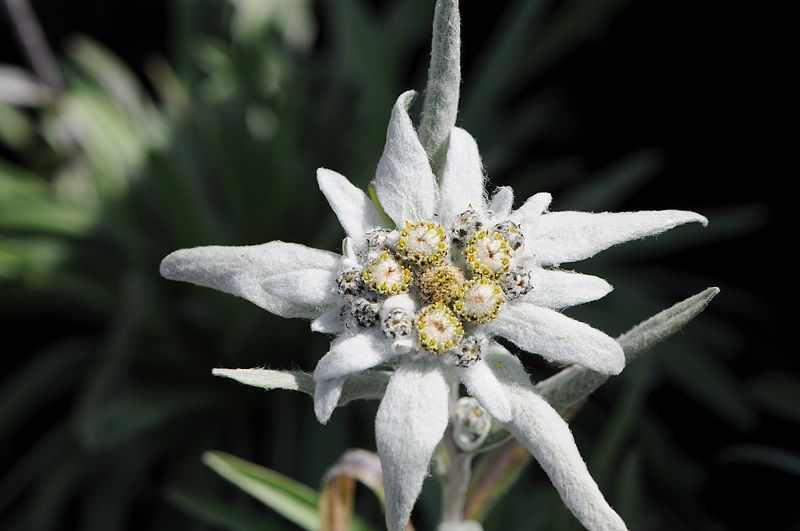 Even Today, The Edelweiss Flower Remains The Mark Of A True Soldier In ...